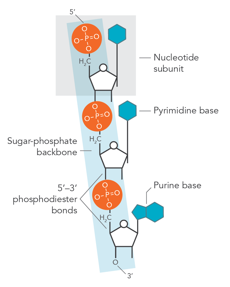 What is a phosphodiester bond? | IDT