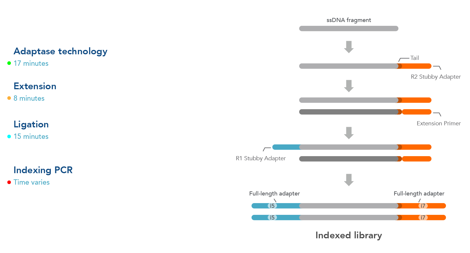 xGen ssDNA & Low-Input DNA Library Prep Kit | IDT